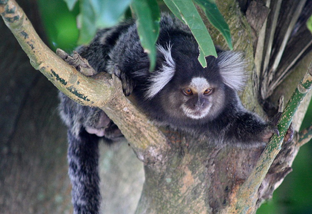 Conheça o sagui-da-serra e o sagui-da-serra-escuro - Pensamento Verde