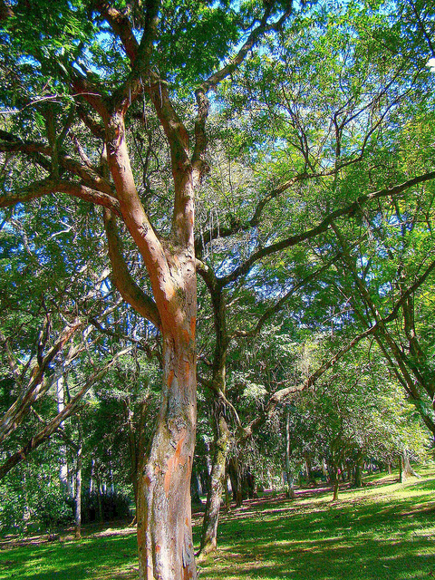A importância do Pau-Brasil atualmente - Pensamento Verde