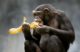 Conheça 3 animais frugívoros e como vivem | Pensamento Verde