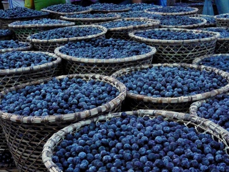 Açaí: Da Amazônia para o Mundo | Pensamento Verde