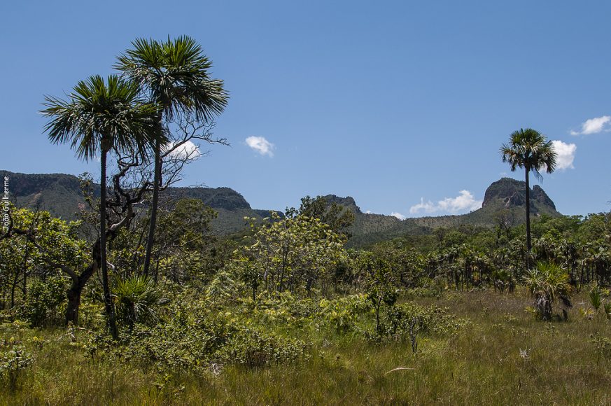 Proteção ao meio ambiente: Conheça algumas iniciativas de preservação ...