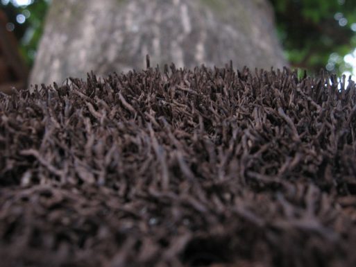 Por que o xaxim se tornou uma espécie em extinção? | Pensamento Verde