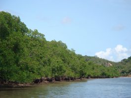 Descubra o que é ecótono | Pensamento Verde