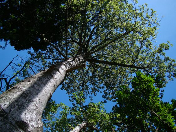 Você sabe o que é Baobá? Conheça esta impressionante árvore africana ...