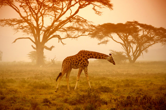 Conheça os animais que vivem na savana africana | Pensamento Verde